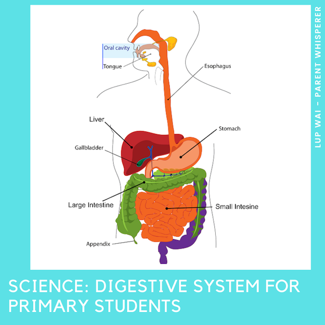 Digestive System for Primary Students - Powerplay